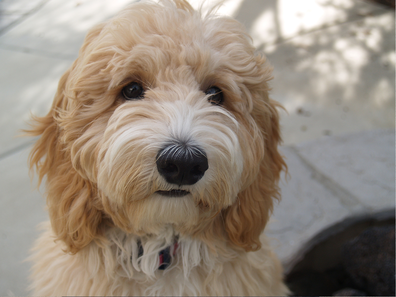Pococreek Labradoodles | Our Dogs